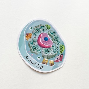 Cell Sticker Set of 3, Animal Cell, Bacteria Cell, Plant Cell Vinyl ...