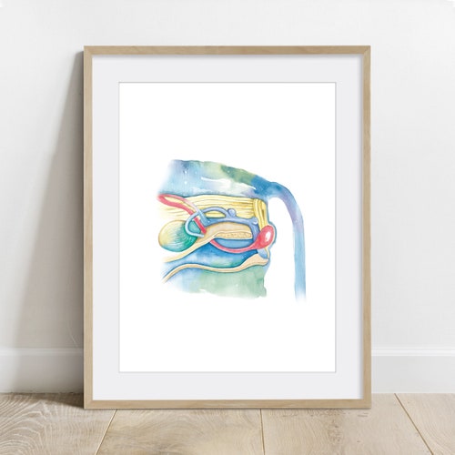 Feline Liver Biliary Tract Anatomy Art Print Veterinary - Etsy