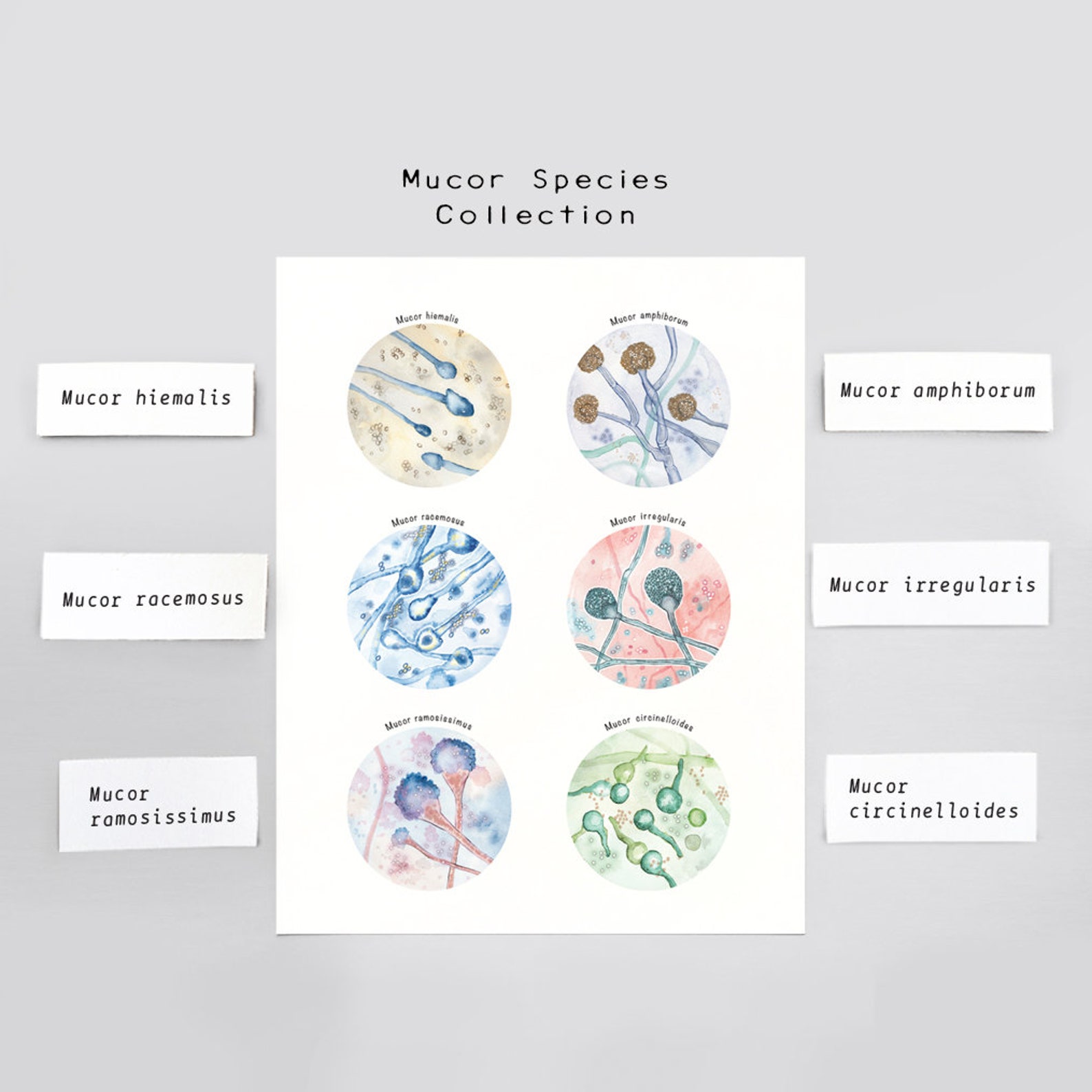 Mucor Species Collection Print, Microbiology Art Print, Science Decor ...