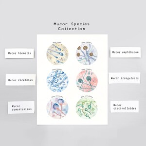 Mucor Species Collection Print, Microbiology Art Print, Science Decor ...