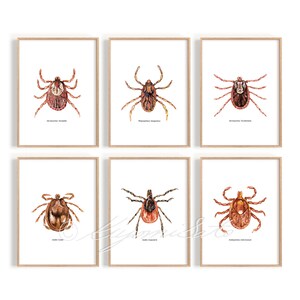 Tick Poster Set of 6 Tick Gallery Art Set Tick Parasite - Etsy