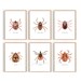 Tick Poster Set of 6 Tick Gallery Art Set Tick Parasite - Etsy