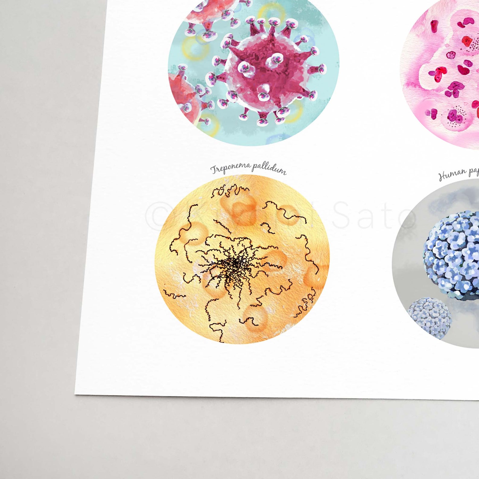 STD Causing Bacteria and Viruses Collection Poster | Etsy