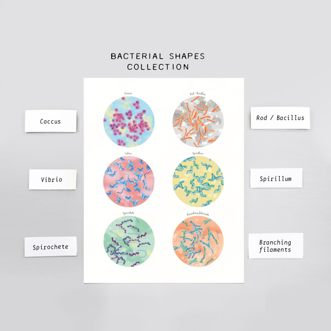Bacterial Shape Collection Microbiology Poster Science Art | Etsy
