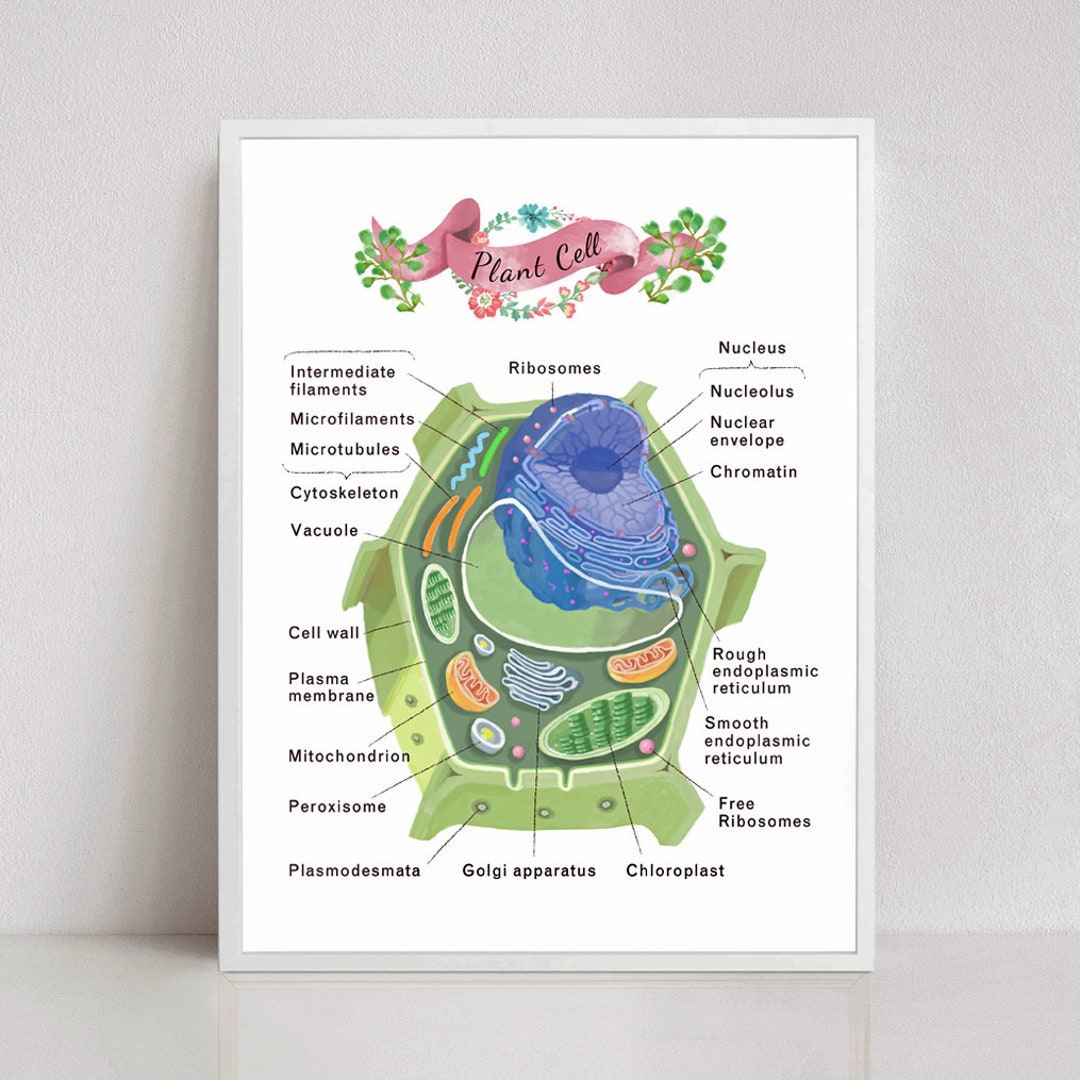 Plant Cell Cross Section Poster, Science Art, Wall Decor, Microbiology ...