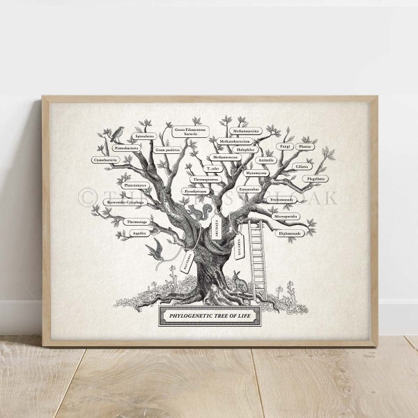 Phylogenetic Tree - Etsy