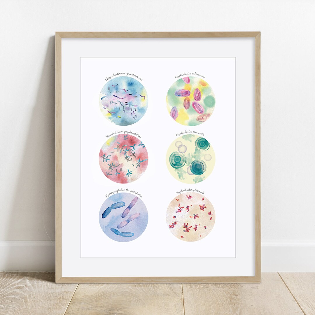 Psychrophilic Bacteria Poster, Science Art, Microbe Print, Microbiology ...