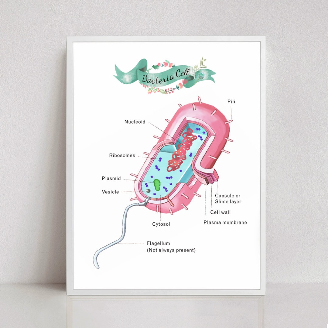 Bacteria Cell Cross Section Poster, Print, Wall Decor, Microbiology ...