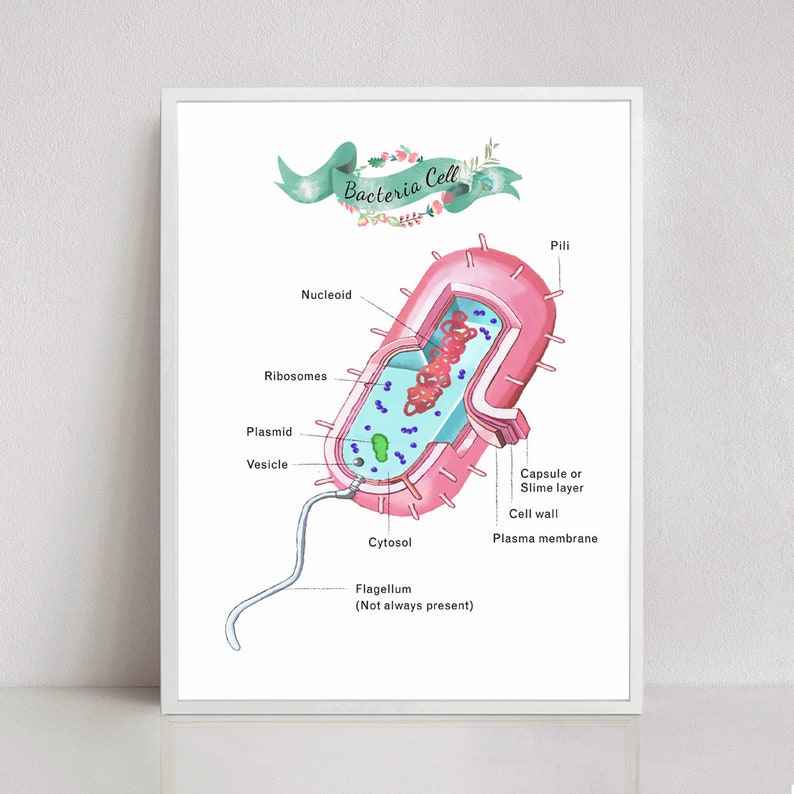 Bacteria Cell Cross Section Poster Print Wall Decor - Etsy Australia