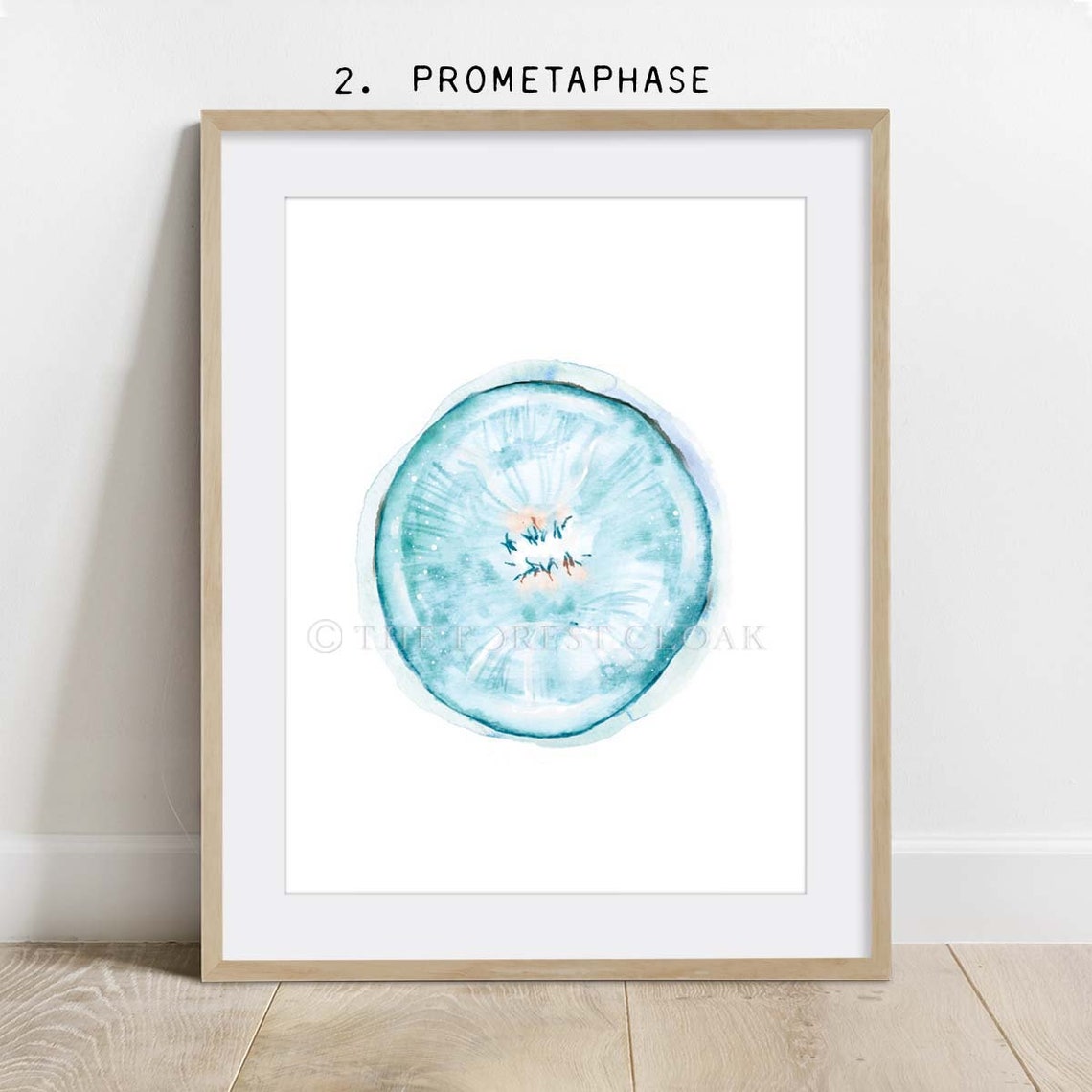 Mitosis 6 Print Set Biology Art Poster Science Art Gift - Etsy