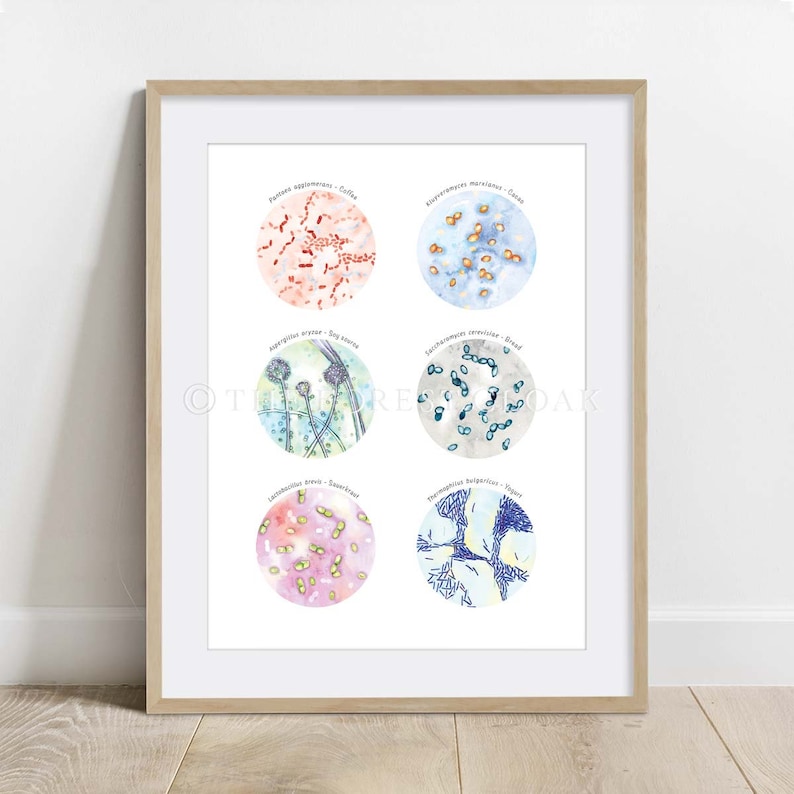 Food Fermenting Microbiome Collection Poster Bacteria Yeast | Etsy