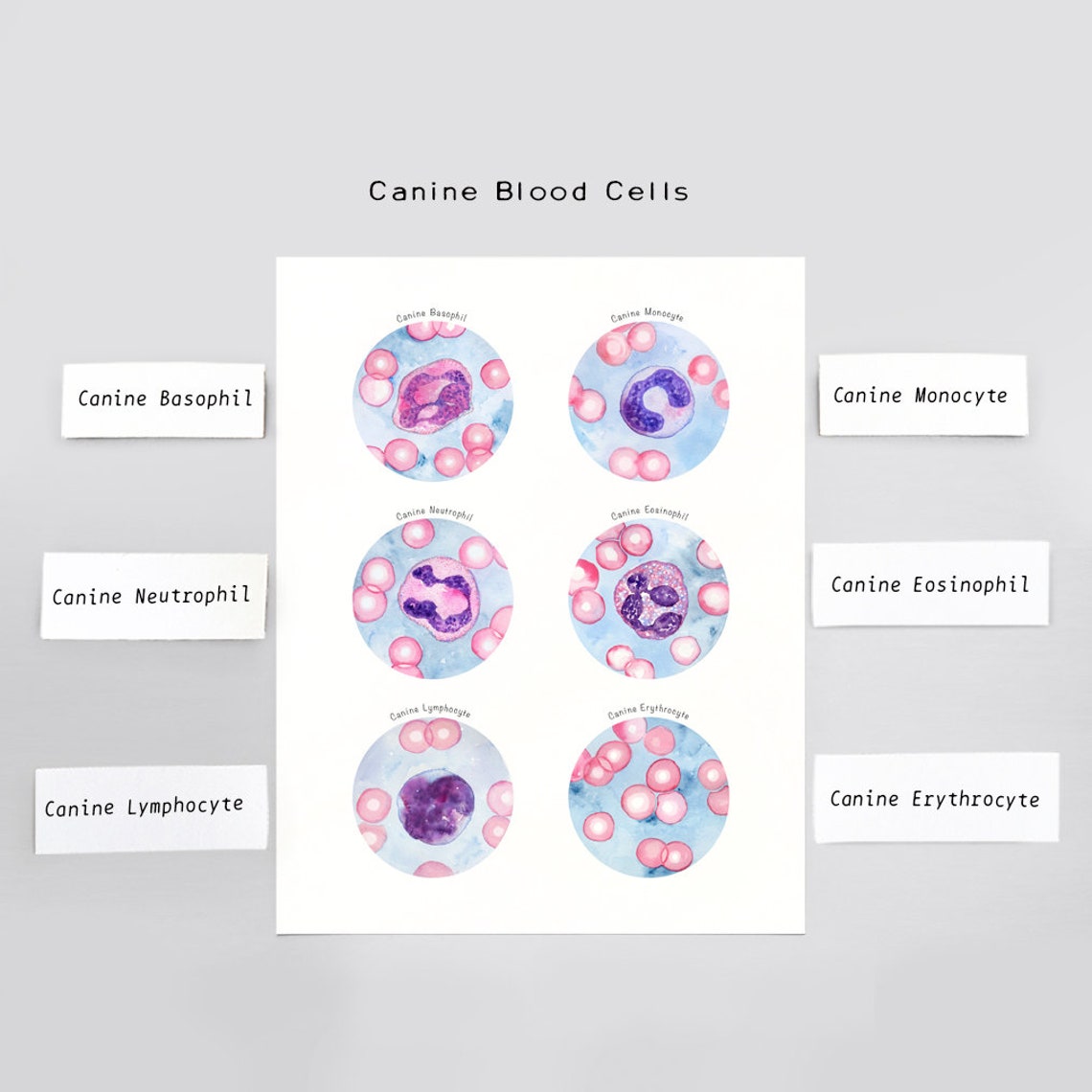 Canine Blood Cells Collection, Veterinary Art Print Decor, Dog Biology ...