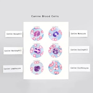 Canine Blood Cells Collection, Veterinary Art Print Decor, Dog Biology ...