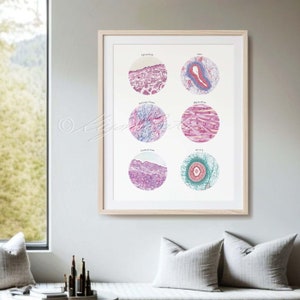 Heart Histology Collection Poster, Science Art, Biology Cardiology ...
