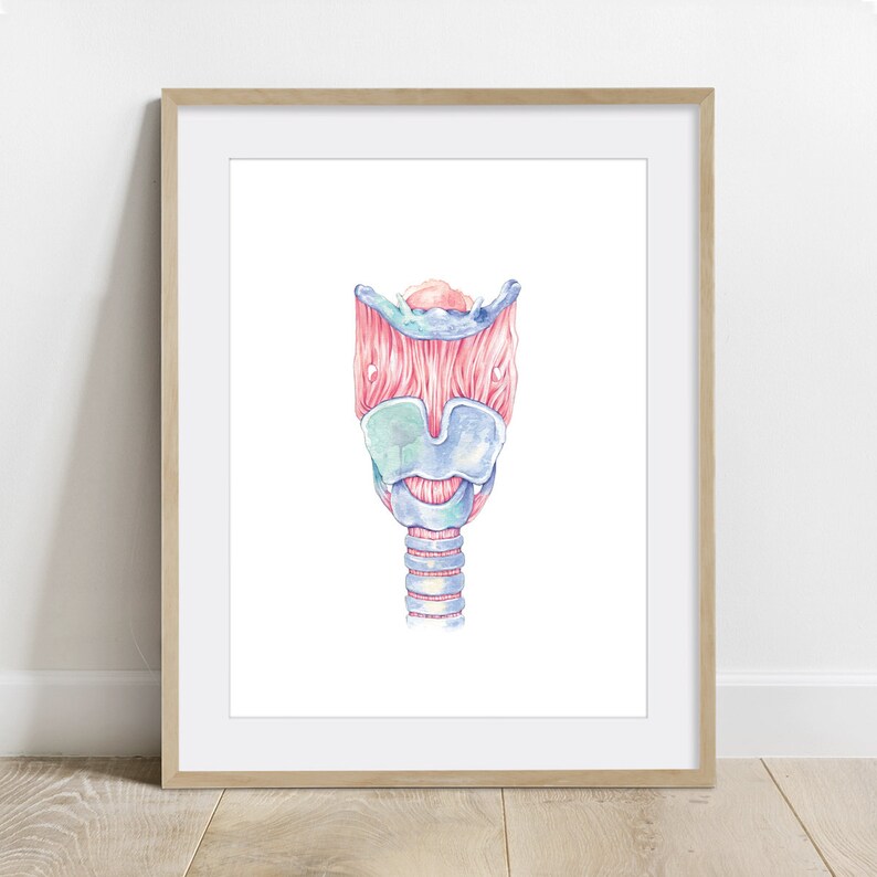 Larynx Anterior View, Speech Language Pathology Art, SLP Biology Poster ...