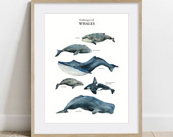 Marine Biology Poster - Etsy