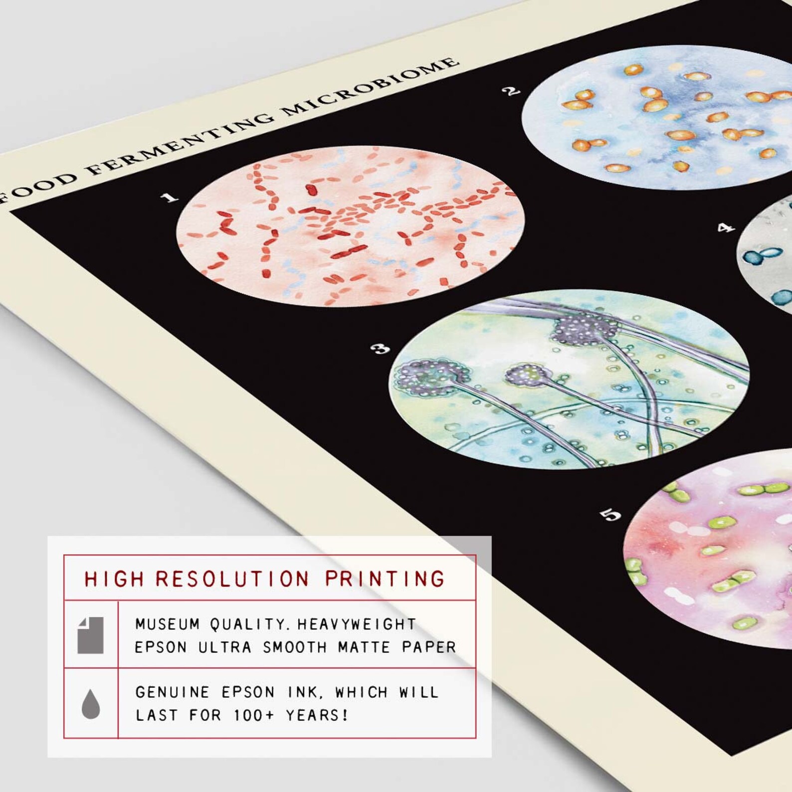 Food Fermenting Microbiome Collection Poster, Vintage Style Bacteria ...