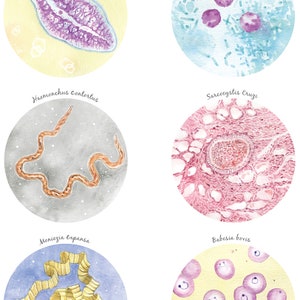Ruminant Parasites Collection, Science Art Poster, Microbiology Print ...