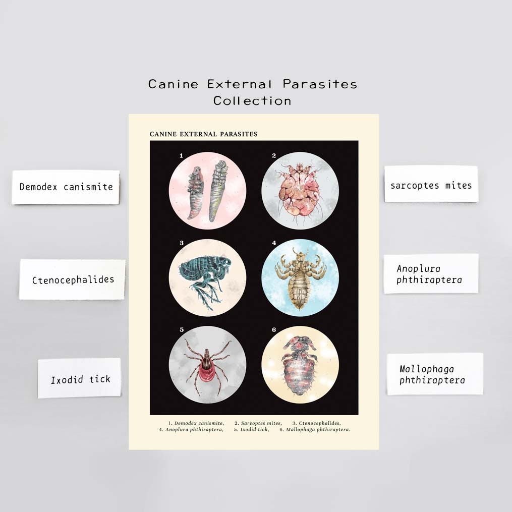 Canine External Parasites Collection, Veterinary Vintage Style Parasite ...