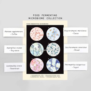 Food Fermenting Microbiome Collection Poster, Vintage Style Bacteria ...