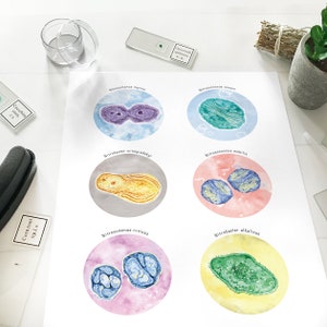Nitrifying Bacteria Collection Science Art, Print, Poster, Wall Decor ...