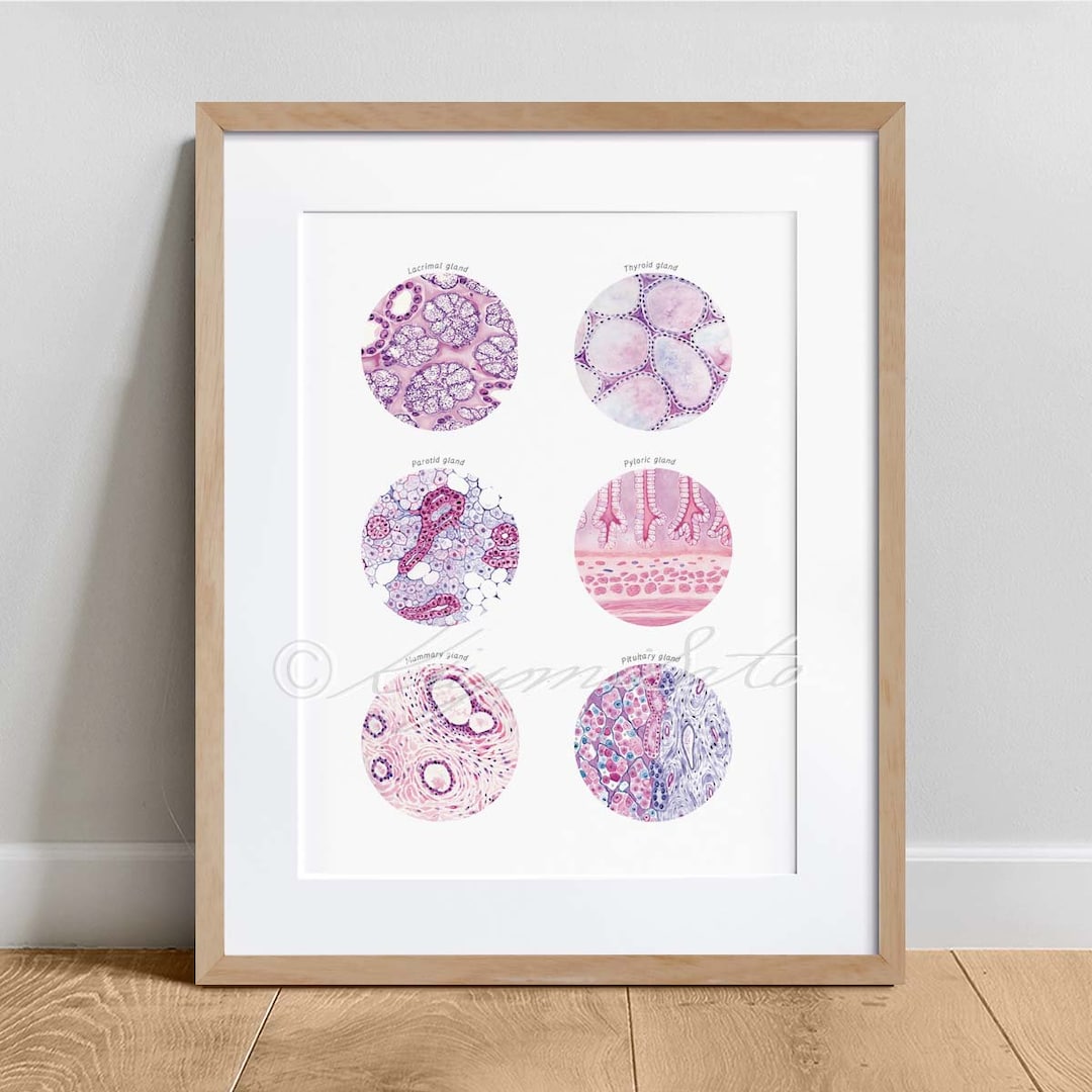 Glands Histology Collection Poster, Human Anatomy Biology Art Print ...