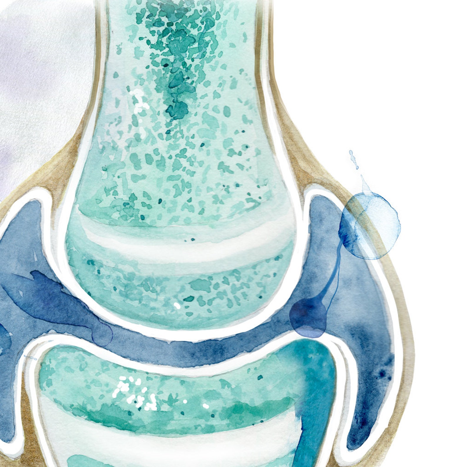 Joint Bone Synovial Joint Science Art Poster Biology - Etsy
