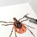 Tick Poster Set of 6 Tick Gallery Art Set Tick Parasite - Etsy