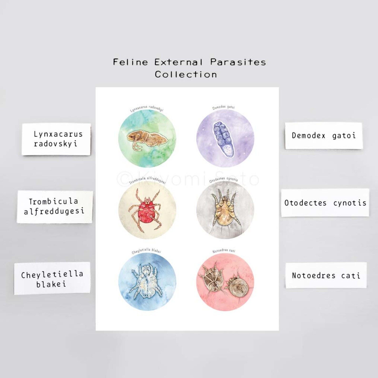 Feline External Parasites Collection, Veterinary Art Print Decor, Cat ...