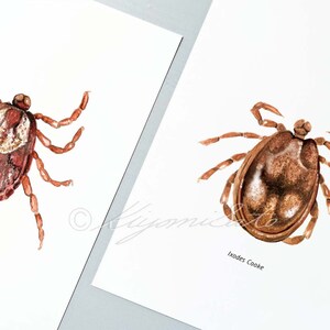 Tick Poster Set of 6 Tick Gallery Art Set Tick Parasite - Etsy