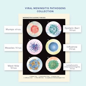 Meningitis Causing Virus Collection Vintage Style Science Art, Virology ...