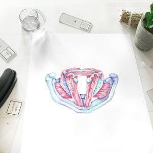 Larynx Muscles Superior View, Speech Language Pathology Art, SLP ...