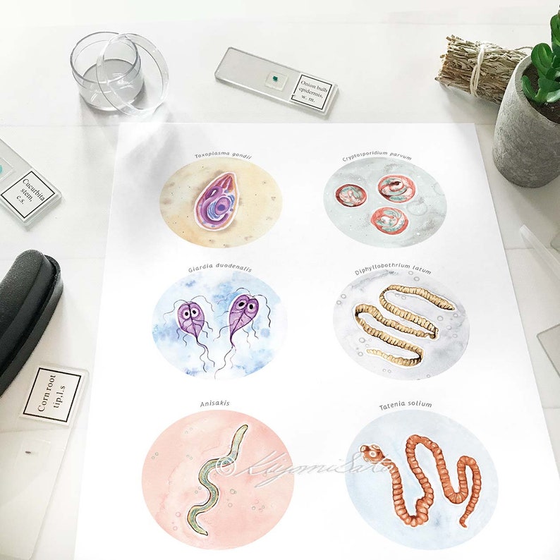 Foodborne Parasites Collection Poster, Microbiology Art Print Wall ...