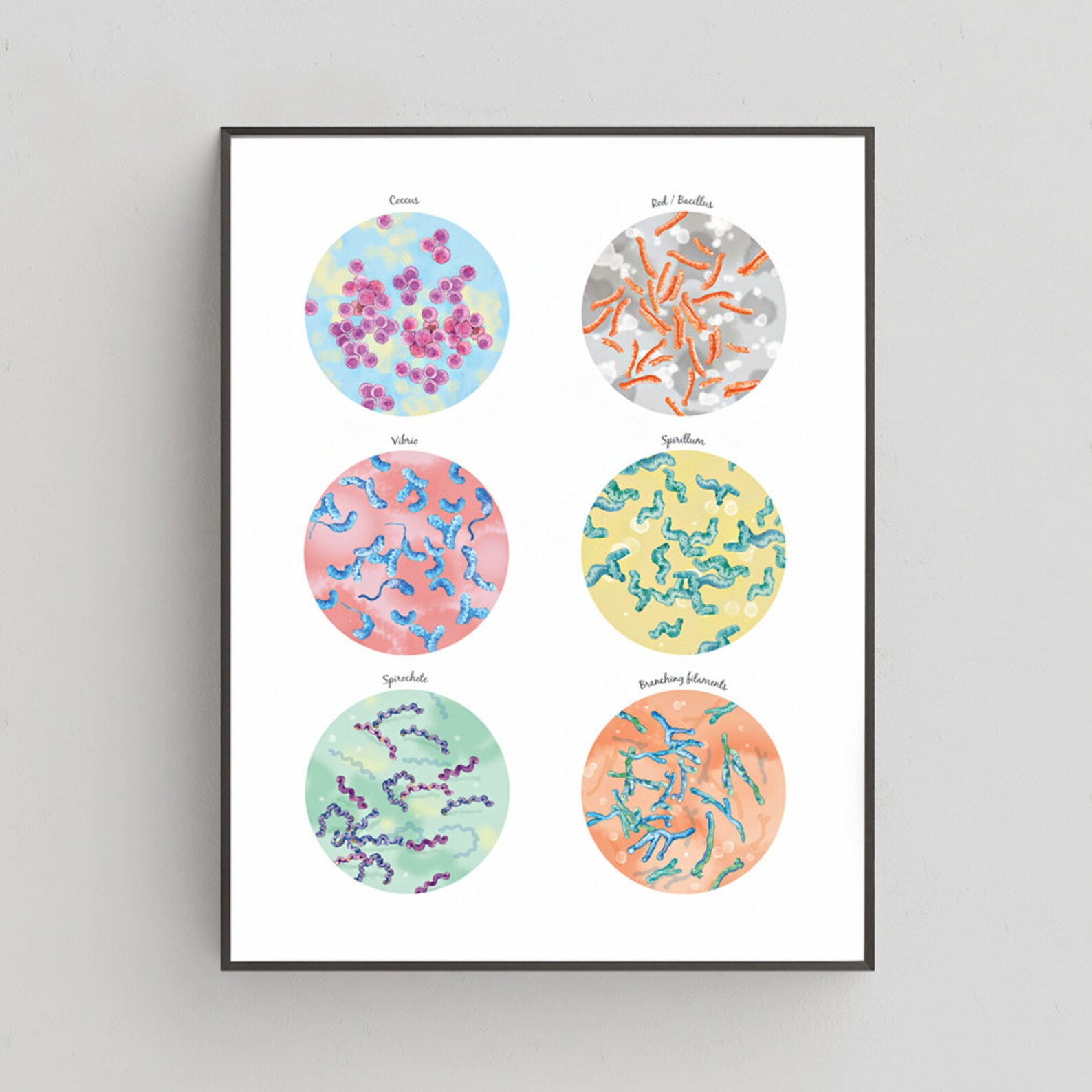 Bacterial Shape Collection Microbiology Poster Science Art - Etsy