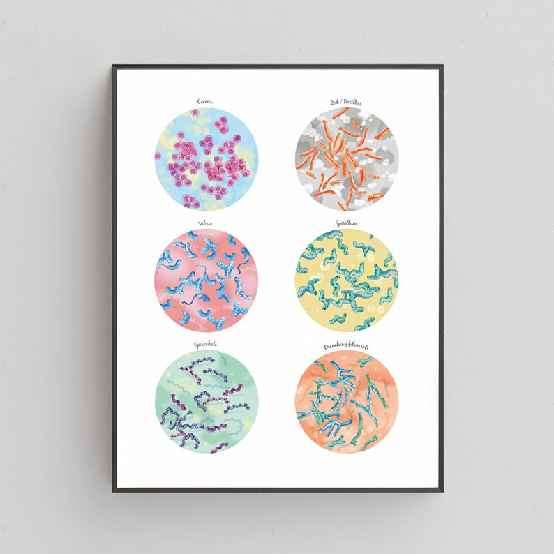Bacterial Shape Collection Microbiology Poster Science Art - Etsy
