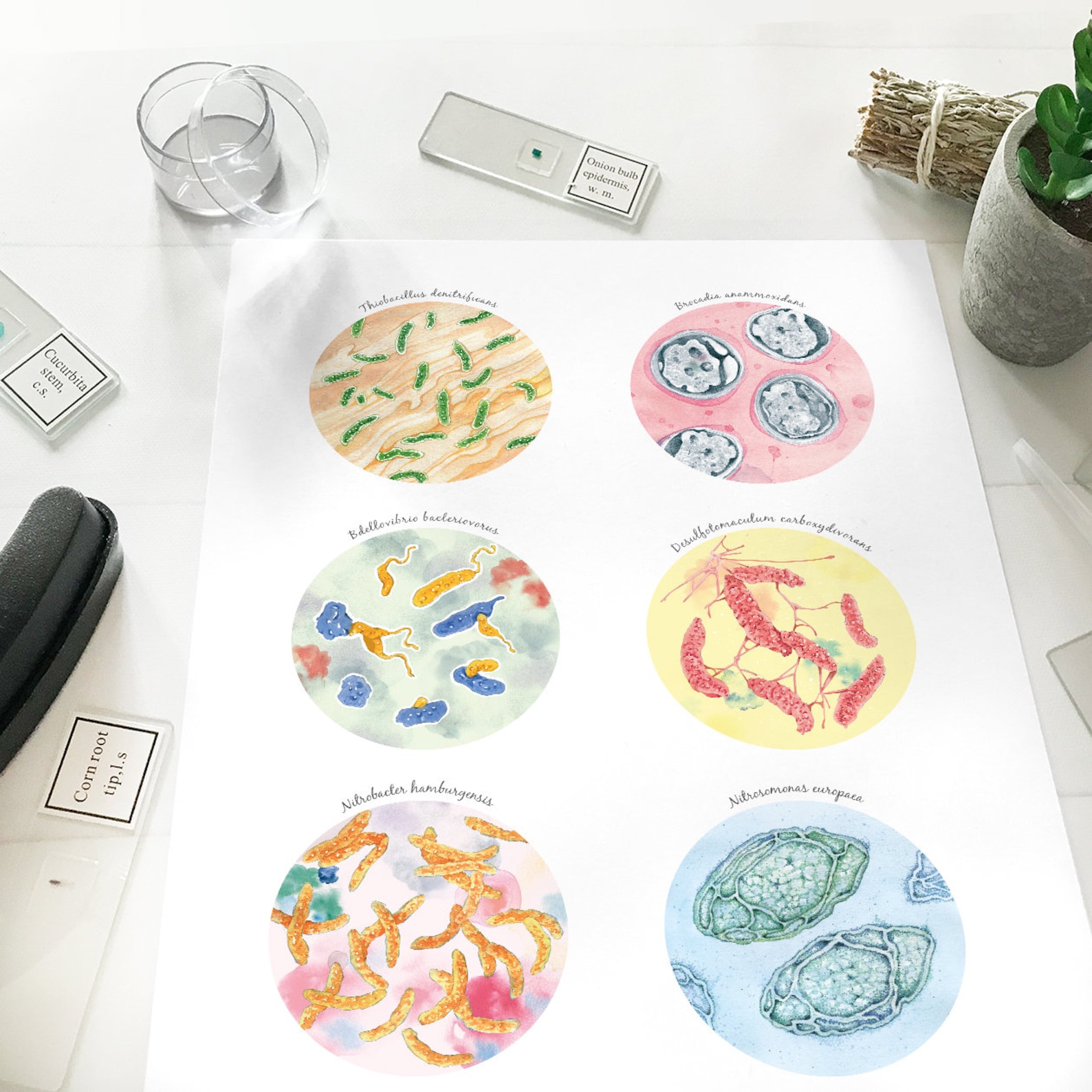 Wastewater Treatment Microorganisms Collection, Poster, Microbiology ...