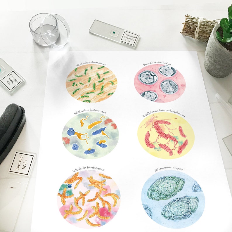 Wastewater Treatment Microorganisms Collection, Poster, Microbiology ...