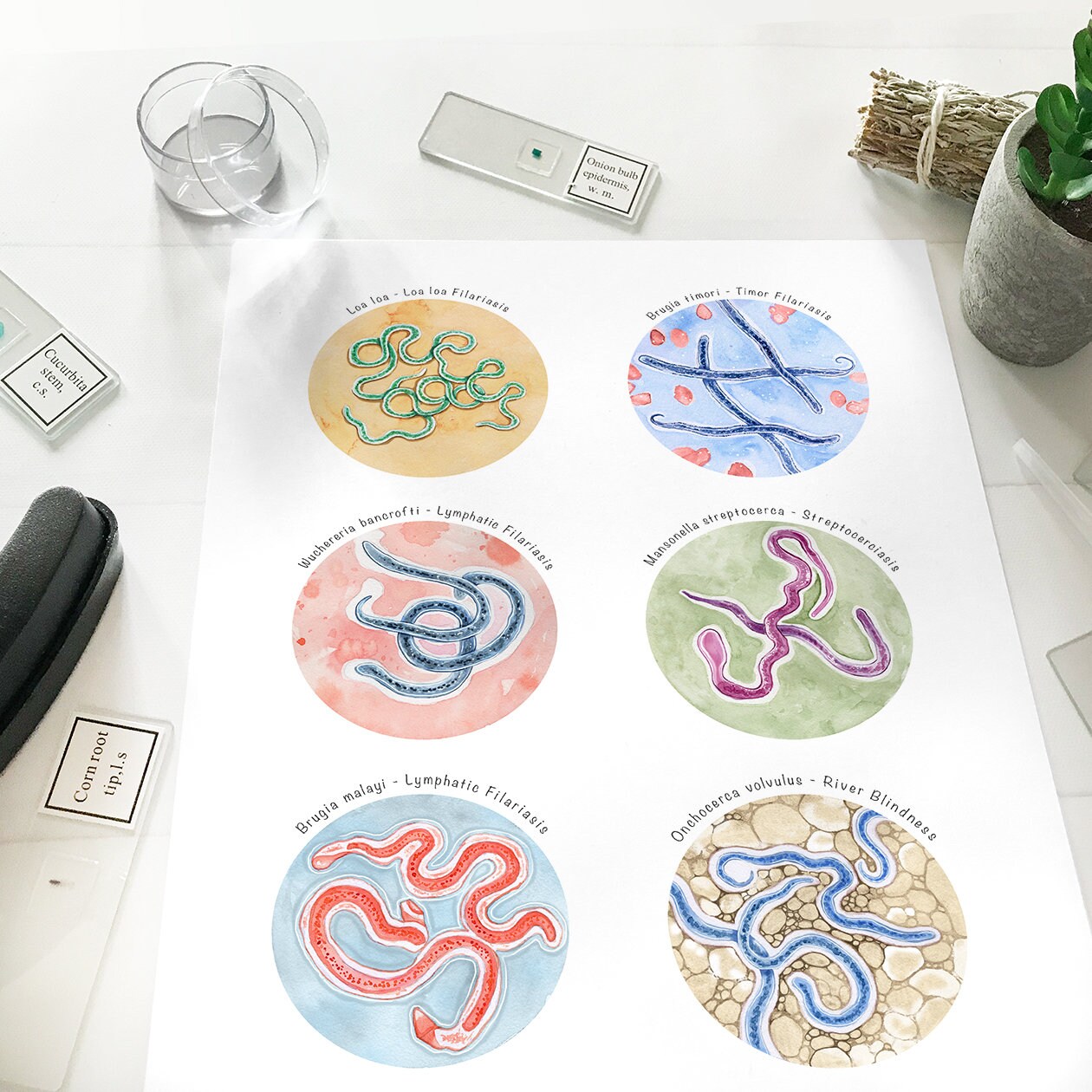 Disease Causing Filaria Collection, Parasite Science Art Print ...