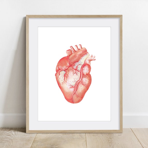 Human Anatomical Heart Poster Science Art Cardiovascular | Etsy