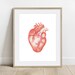 Human Anatomical Heart Poster, Science Art, Cardiovascular Print ...