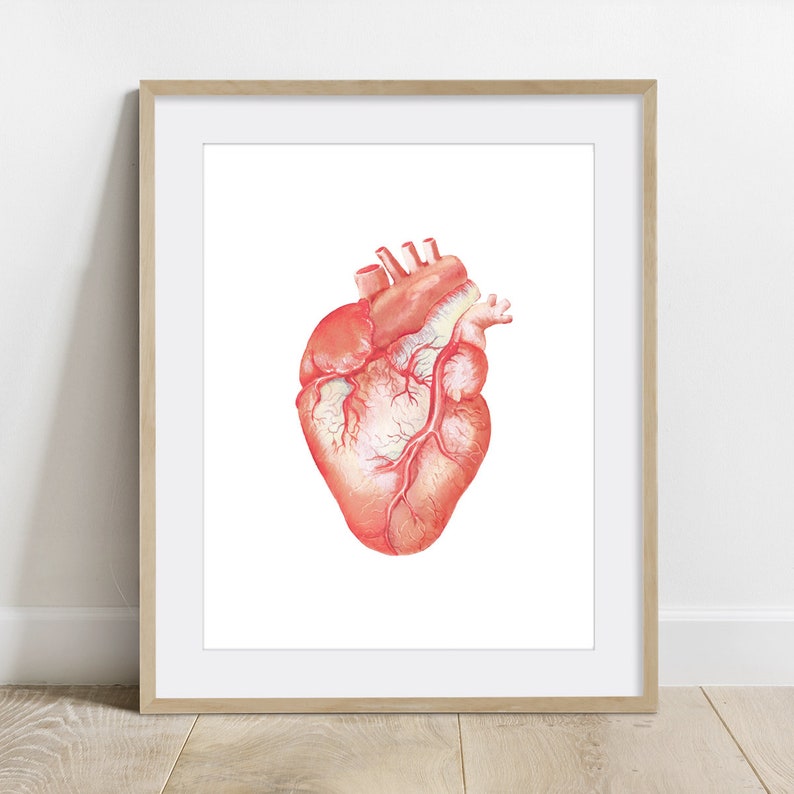 Human Anatomical Heart Poster Science Art Cardiovascular - Etsy