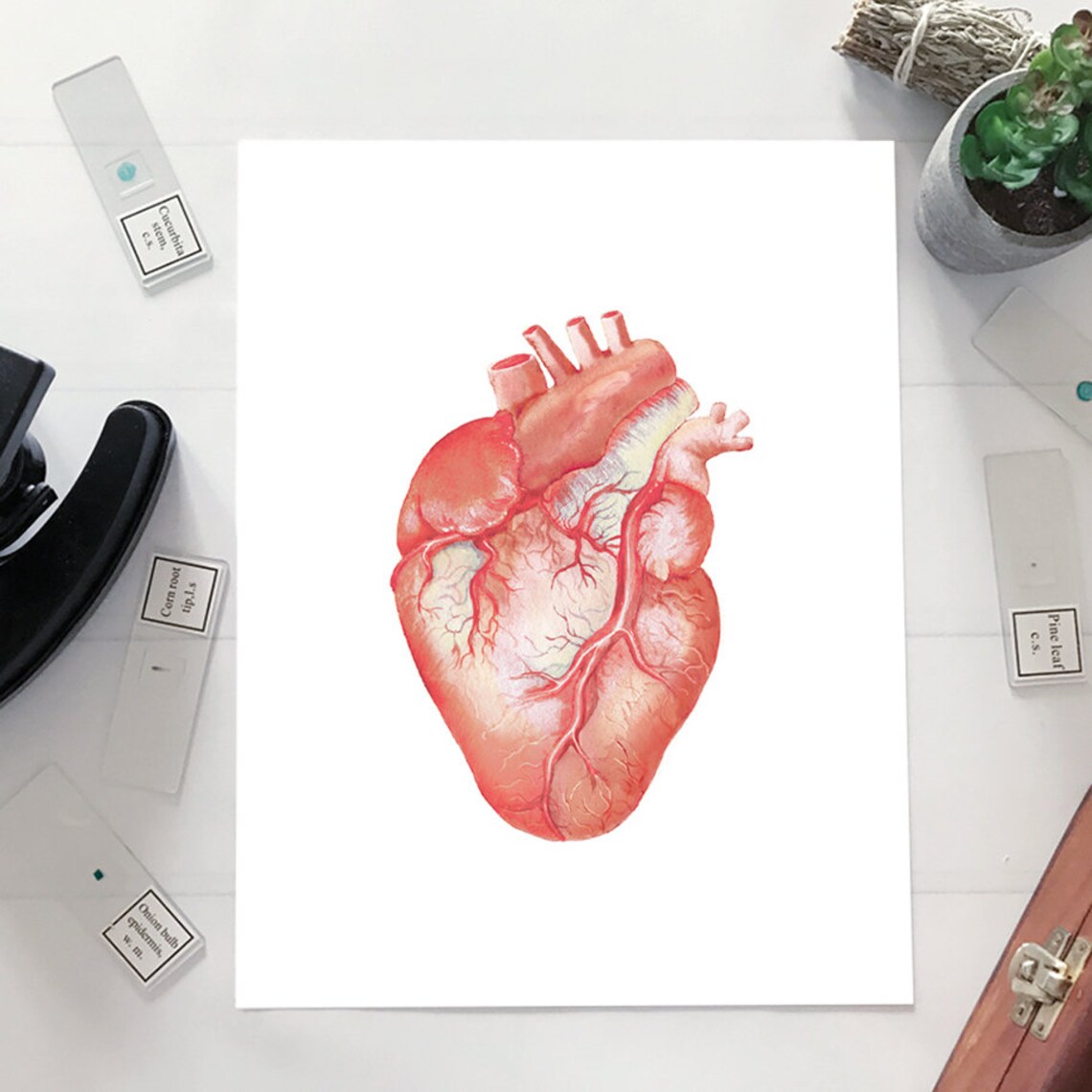 Human Anatomical Heart Poster Science Art Cardiovascular | Etsy