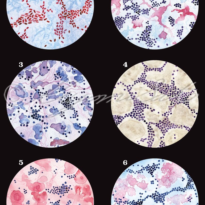 Canine Skin Infection Causing Bacteria Collection Vintage Style Art ...