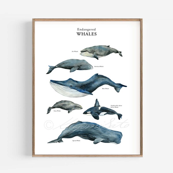 Marine Biology Poster - Etsy