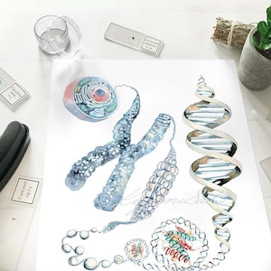 Cell to DNA Art Print, Chromosomes Art Poster, DNA, Genetics Art Decor ...