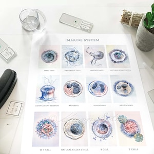 Immune System Art Print, Immunology Poster White Blood Cell ...