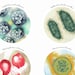 Ancient Bacteria Collection Art, Archaea, Archaebacteria, Science Art ...