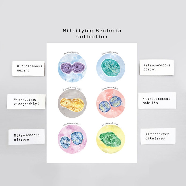 Nitrifying Bacteria Collection Science Art Print Poster - Etsy