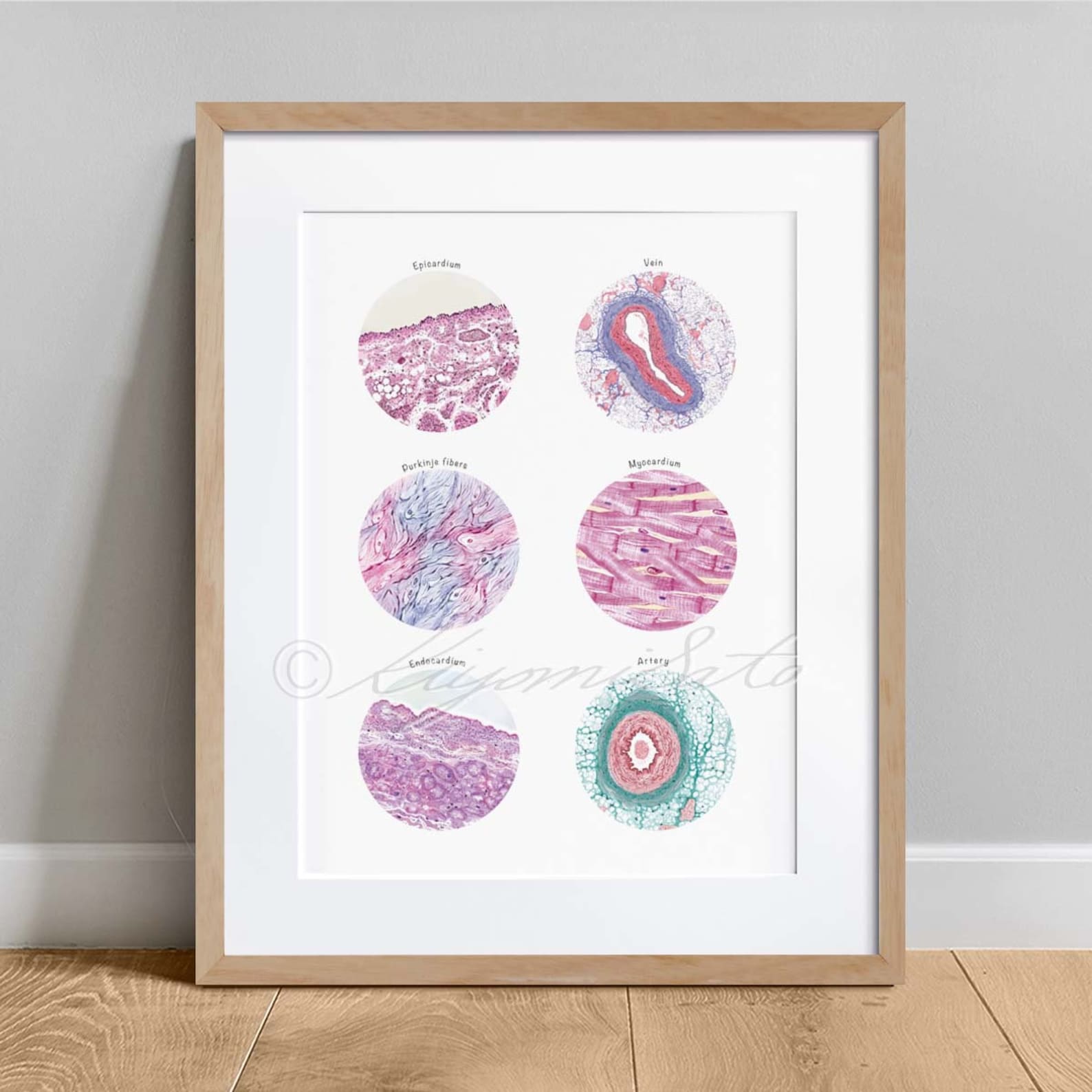 Heart Histology Collection Poster Science Art Biology - Etsy