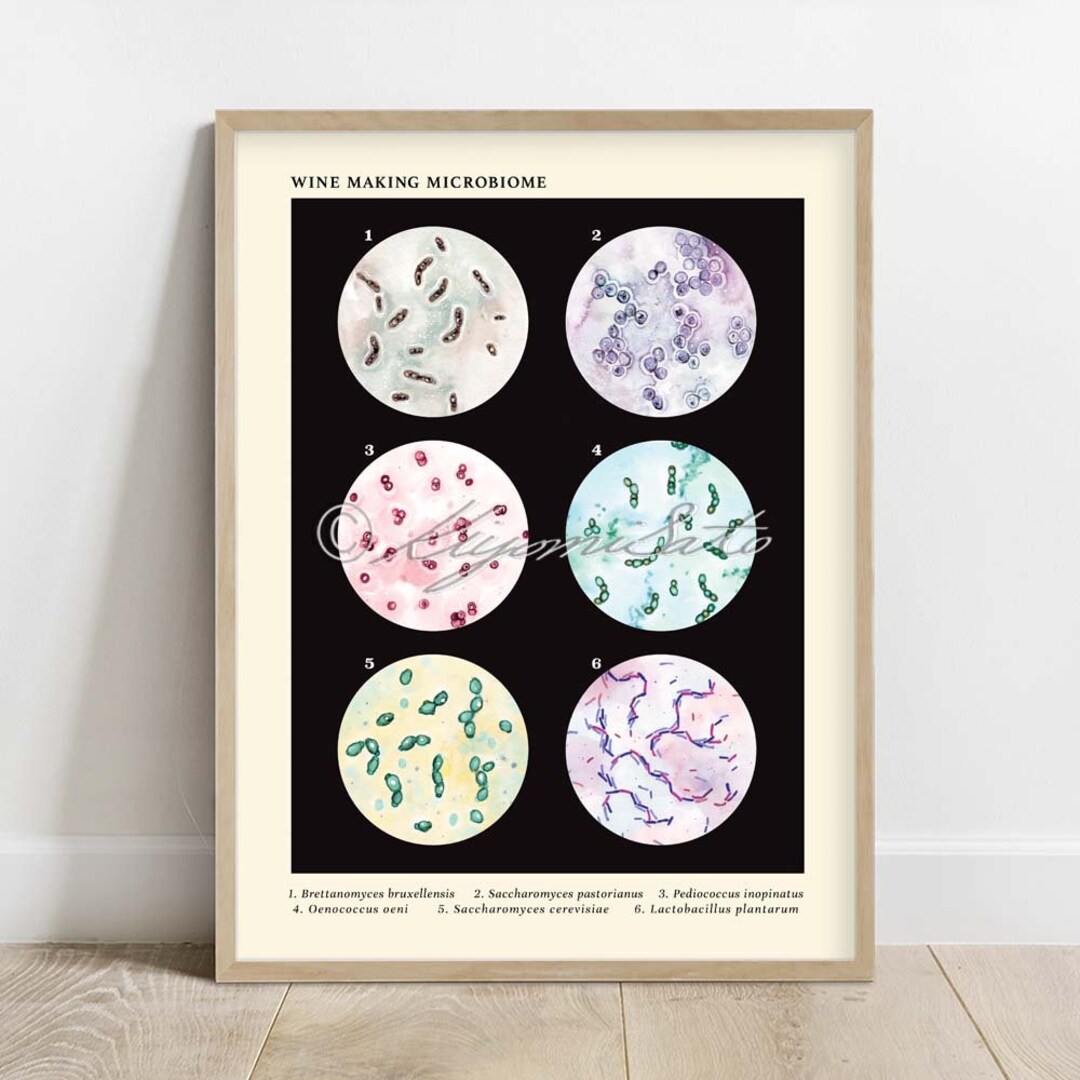 Wine Making Microbiome Collection Poster, Vintage Style Bacteria Fungi ...